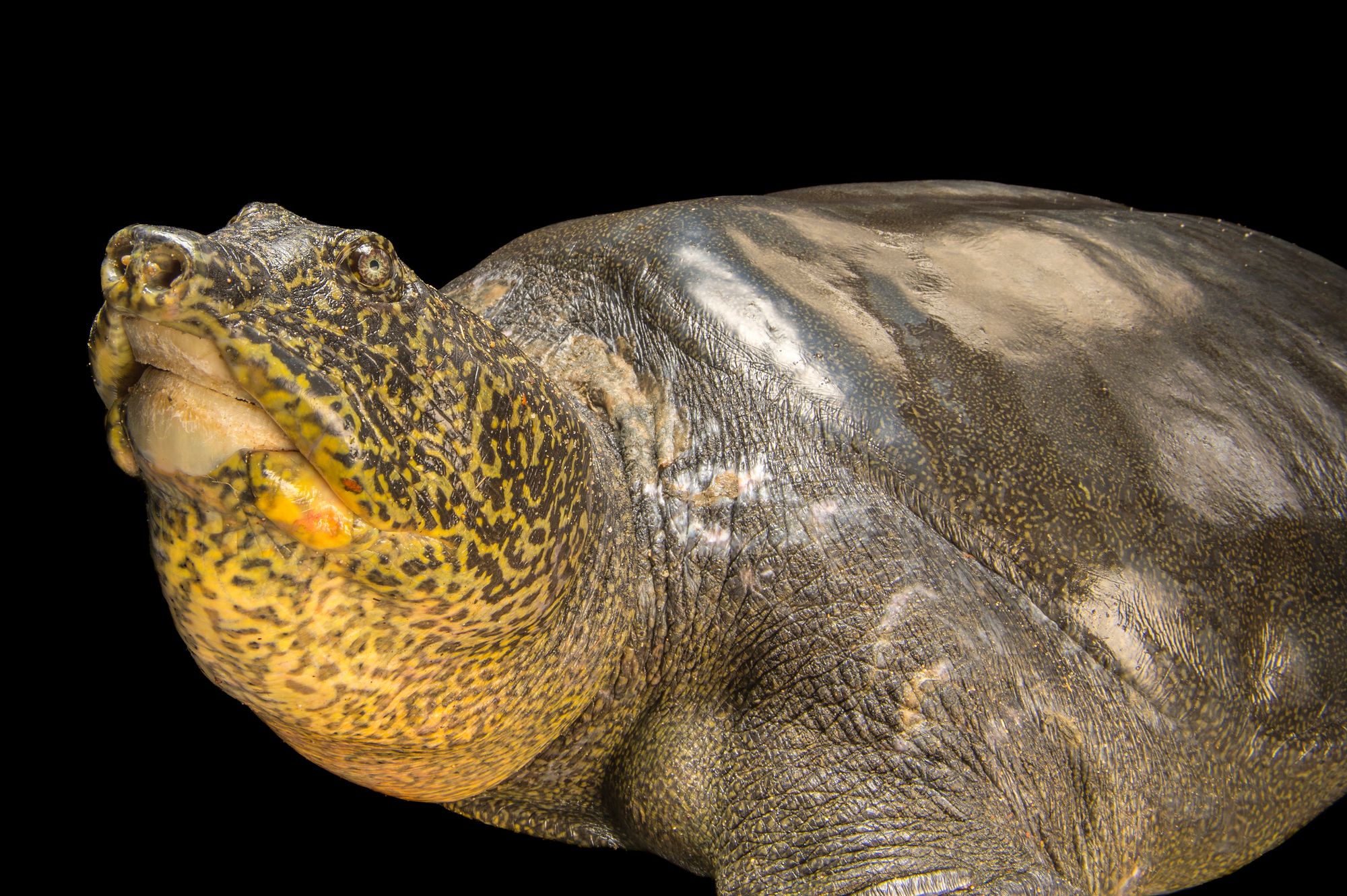 Last known Rafetus swinhoei female dies, leaving rare turtle species ...