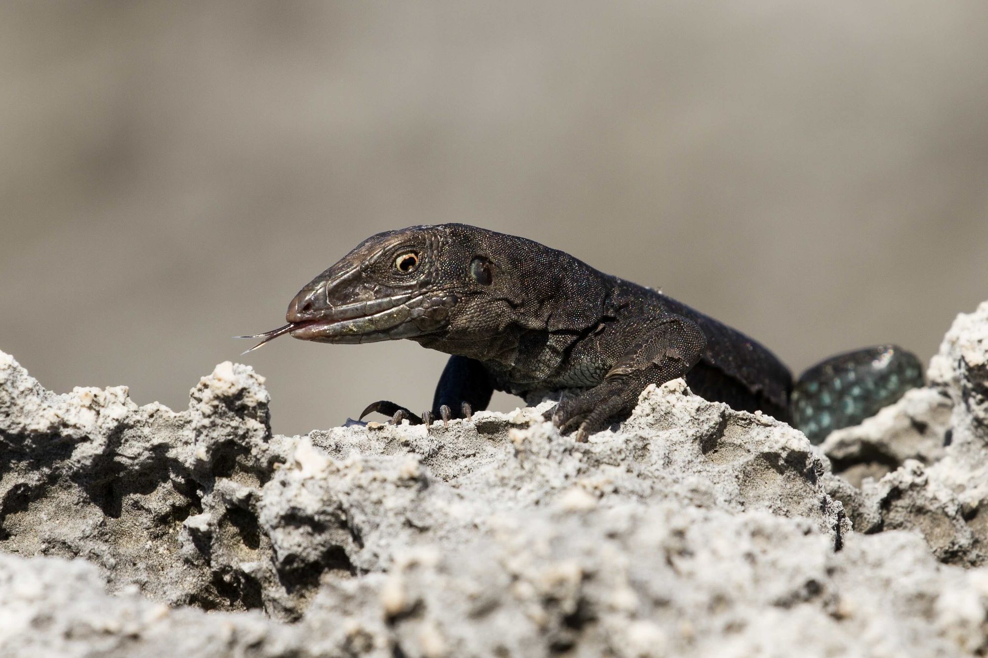 Sombrero Ground Lizard’s Remarkable Comeback